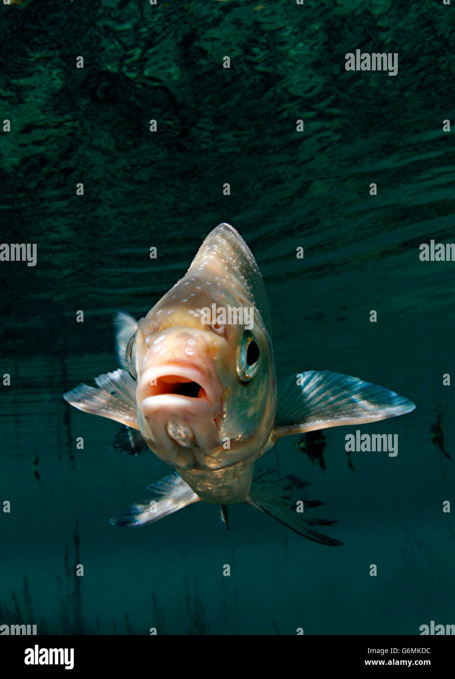 Common Bream High Resolution Stock Photography and Images - Alamy