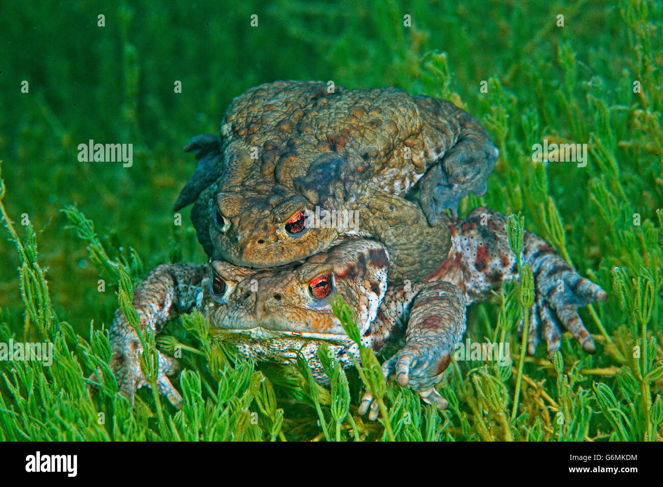 Common toads, pair / (Bufo bufo Stock Photo - Alamy