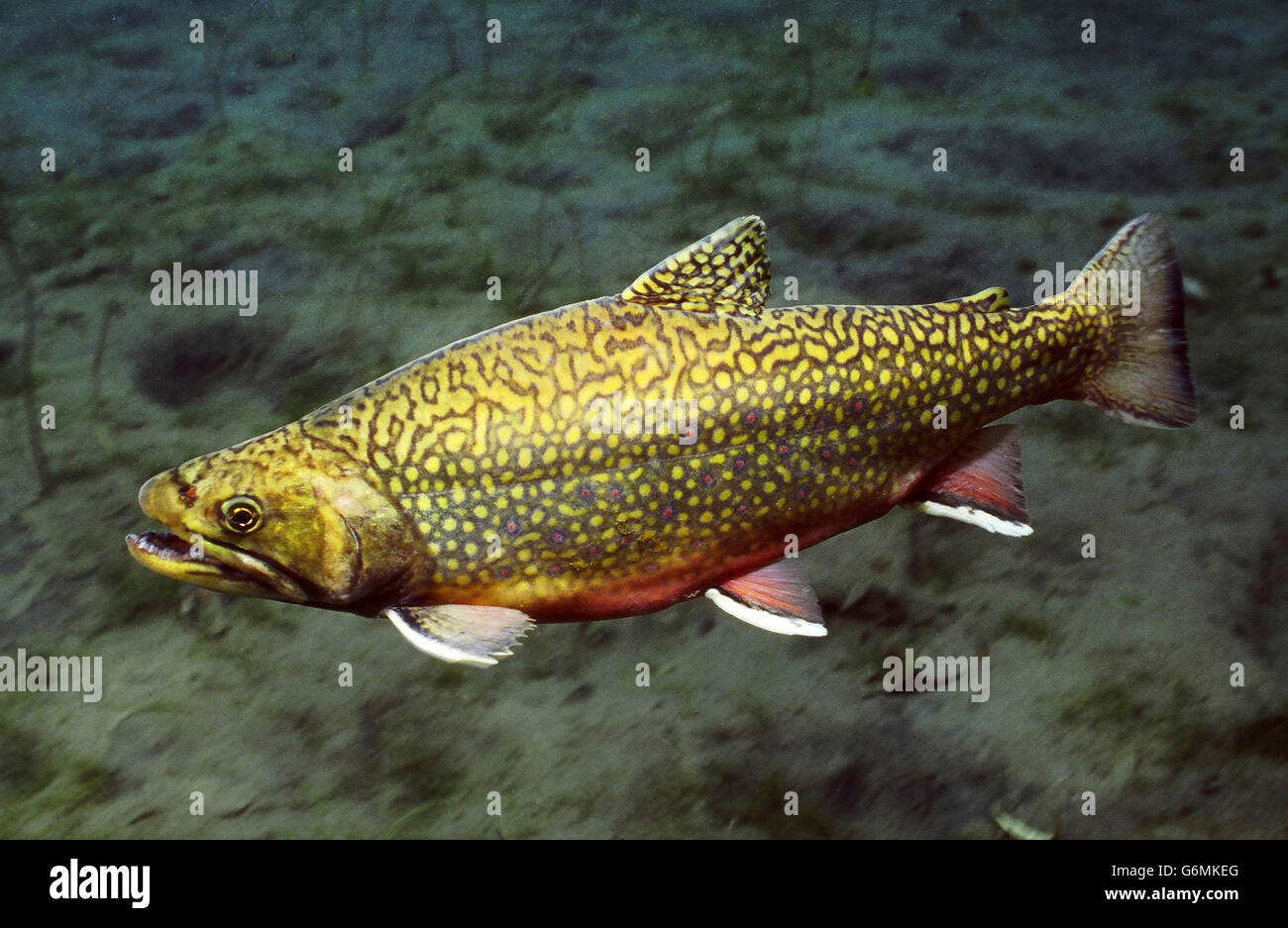 Salvelinus hi-res stock photography and images - Alamy