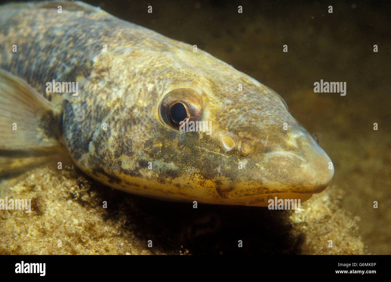 Zingels hi-res stock photography and images - Alamy