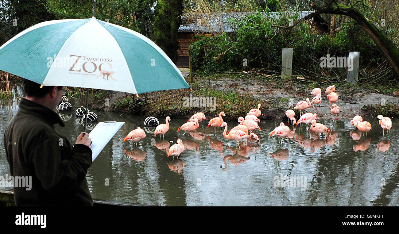 Flamingo enclosure hi-res stock photography and images - Alamy