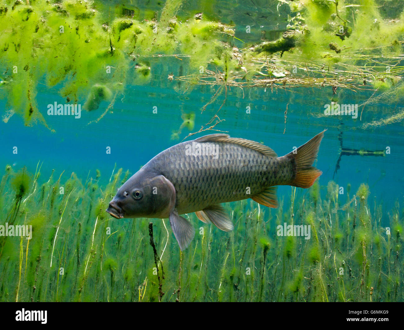 Carp / (Cyprinus carpio Stock Photo - Alamy