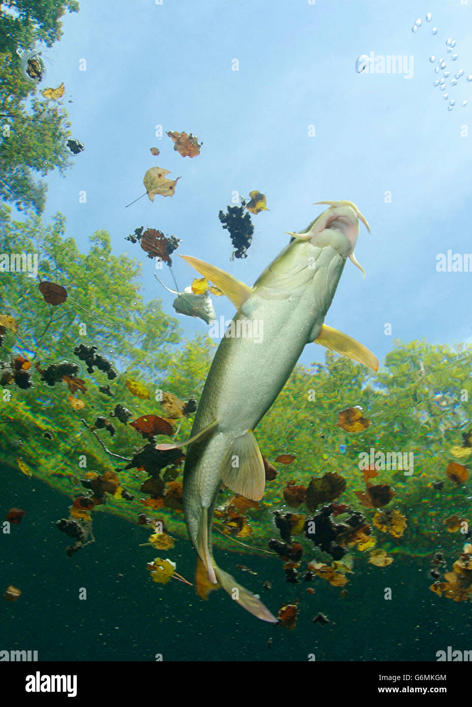 Common Barbel / (Barbus barbus Stock Photo - Alamy