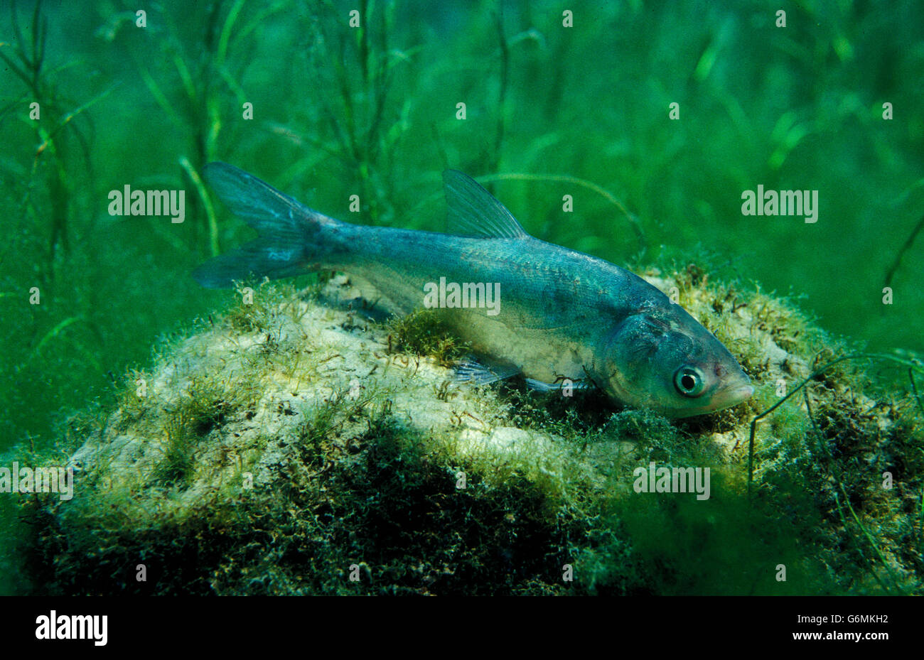 Silver Carp / (Hypophthalmichthys molitrix Stock Photo - Alamy