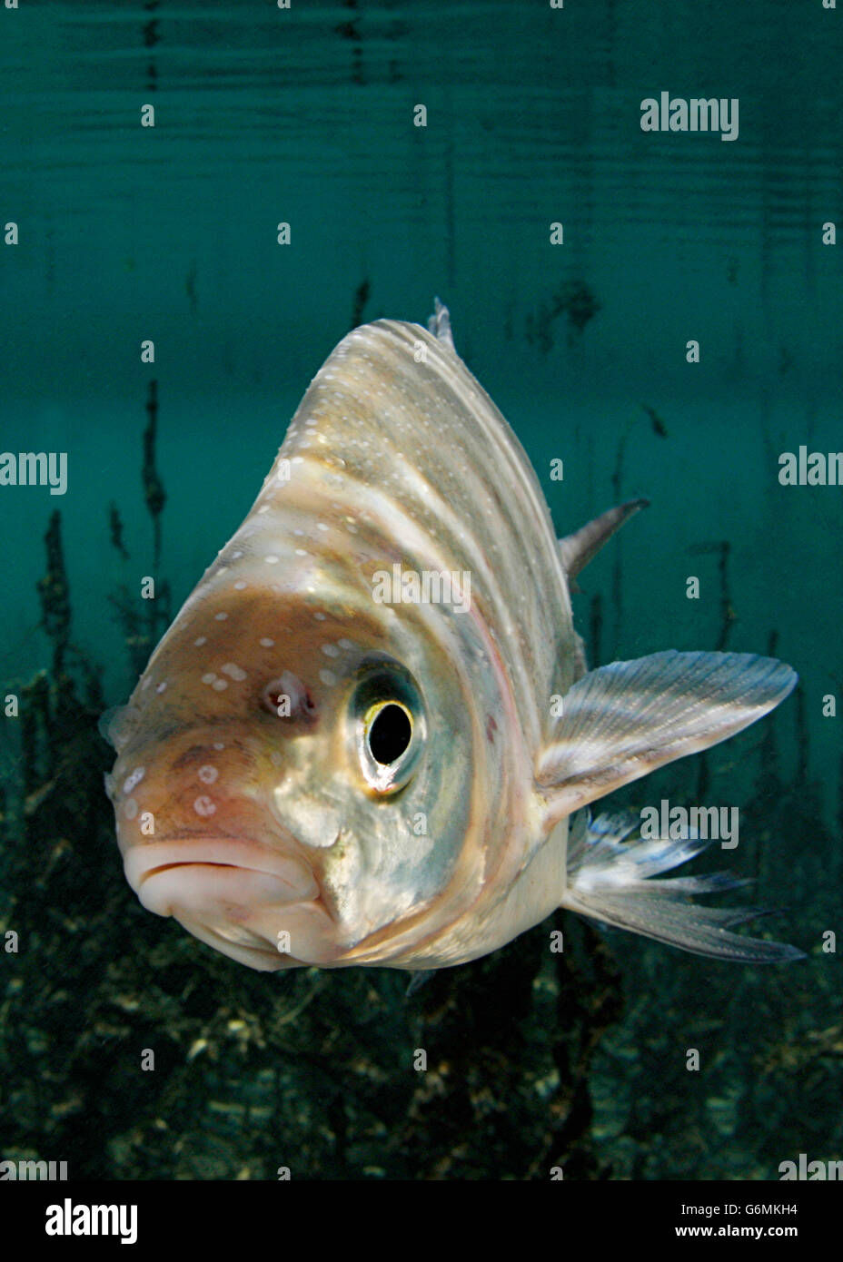 Common Bream, Baden-Wurttemberg, Germany / (Abramis brama Stock Photo ...
