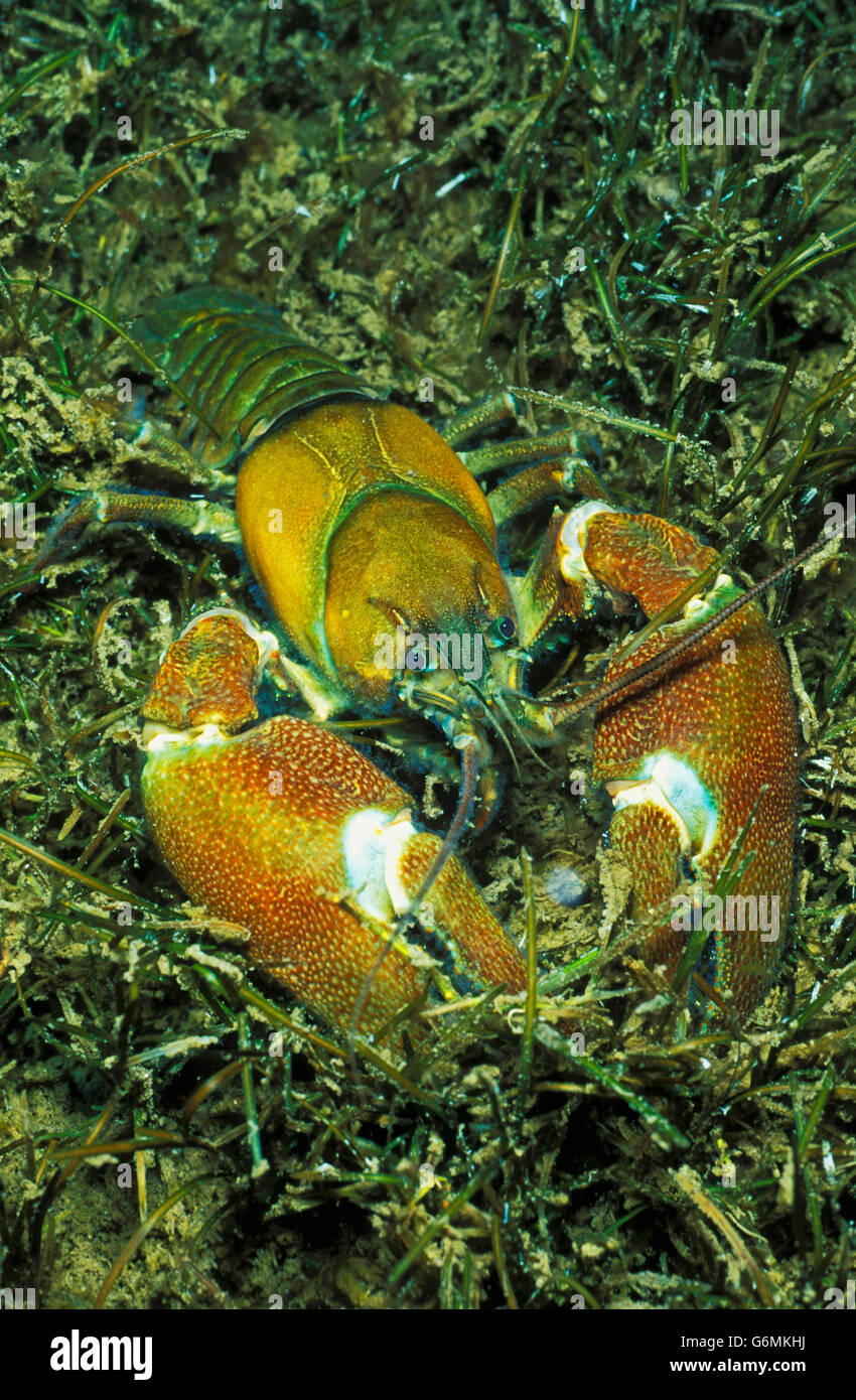 signal crayfish / (Pacifastacus leniusculus Stock Photo - Alamy