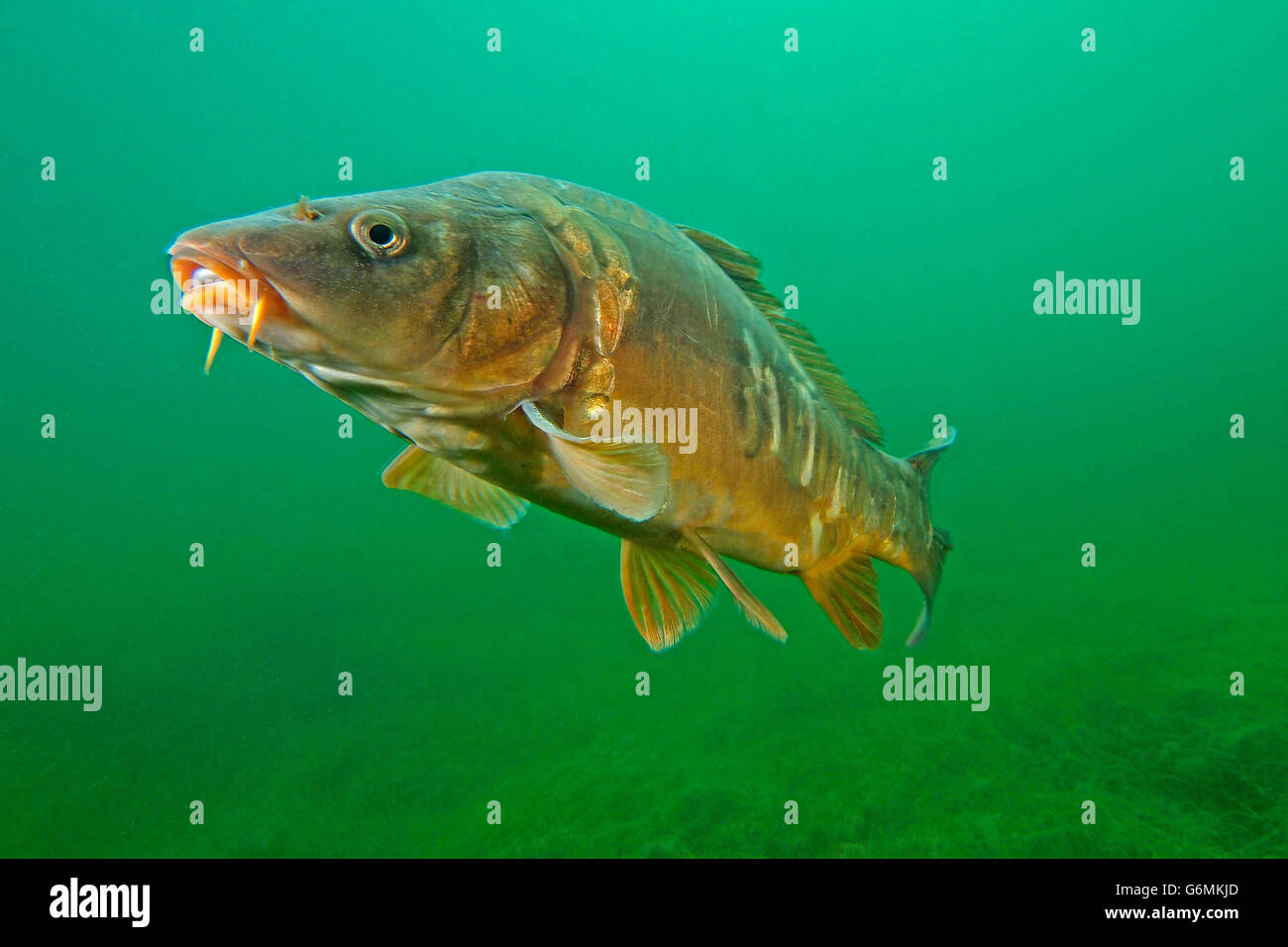 Cyprinus carpio hi-res stock photography and images - Alamy