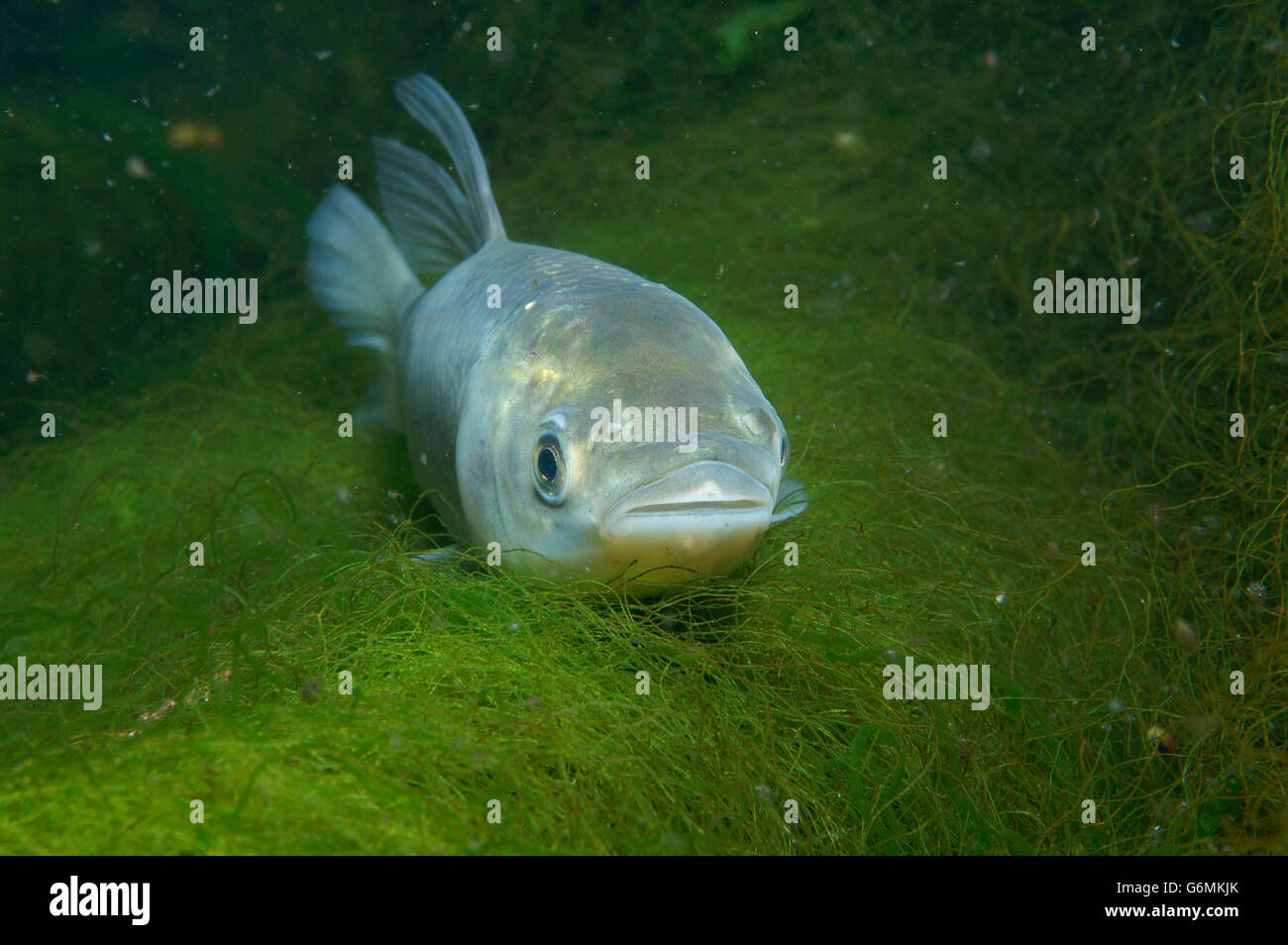 Hypophthalmichthys molitrix hi-res stock photography and images - Alamy