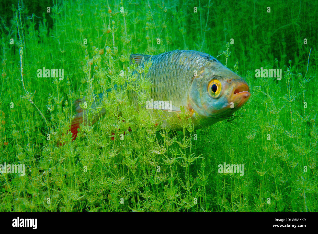 Rudd, Baden-Wuttemberg, Germany / (Scardinius erythrophthalmus Stock ...