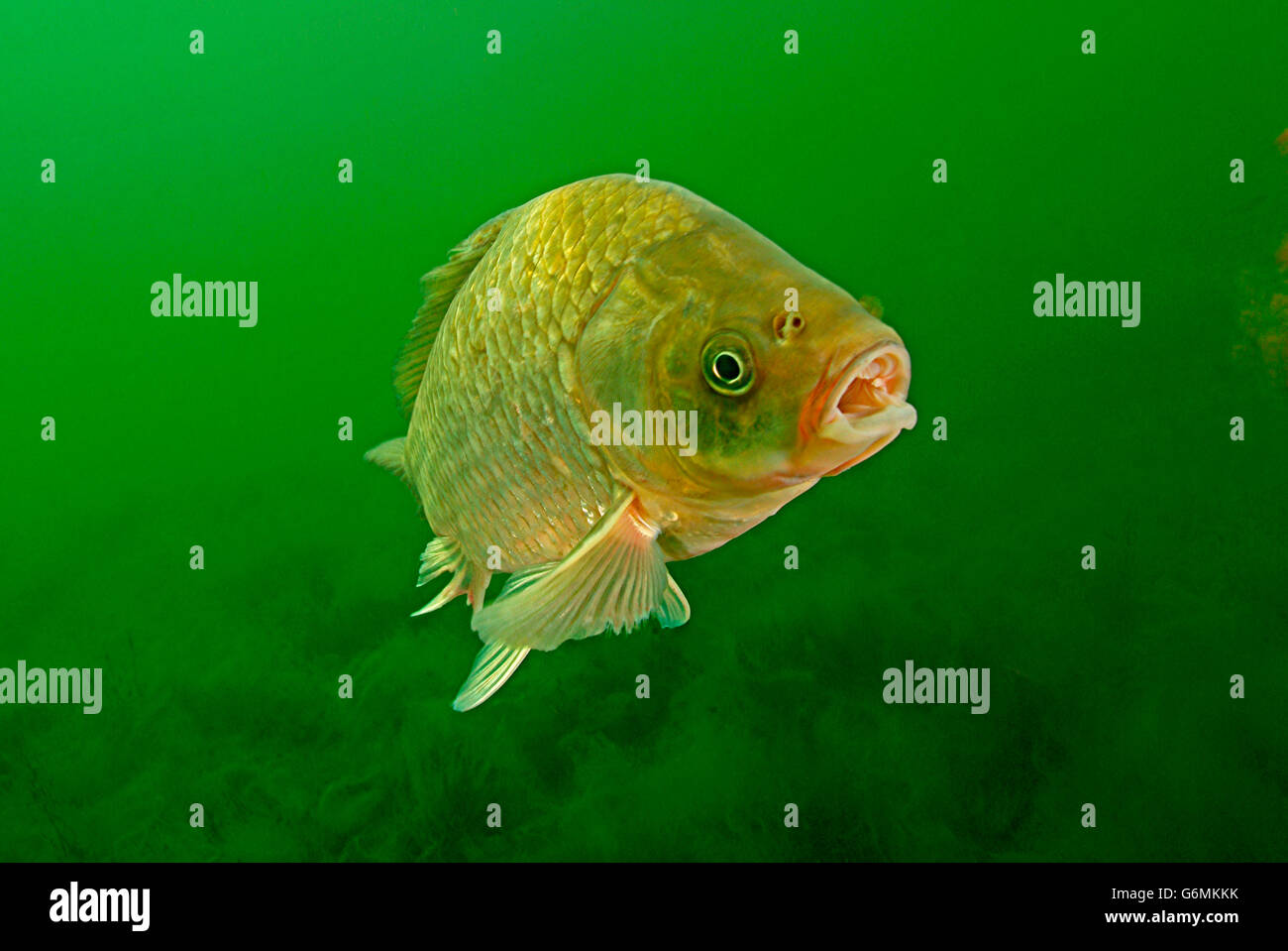 Carassius auratus gibelio format hi-res stock photography and images ...