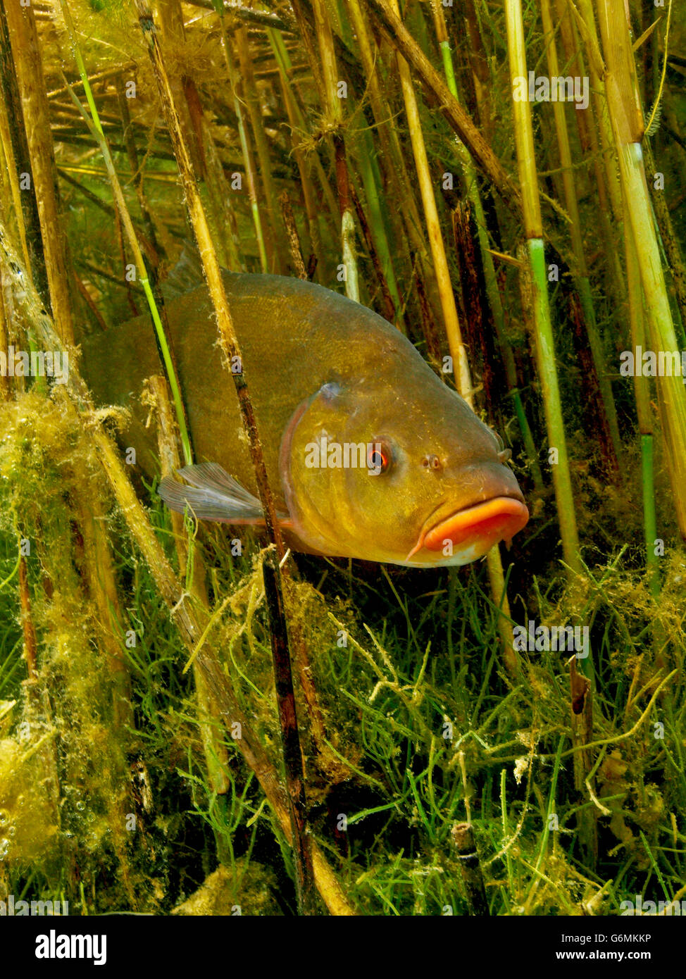 Tinca Tinca High Resolution Stock Photography and Images - Alamy