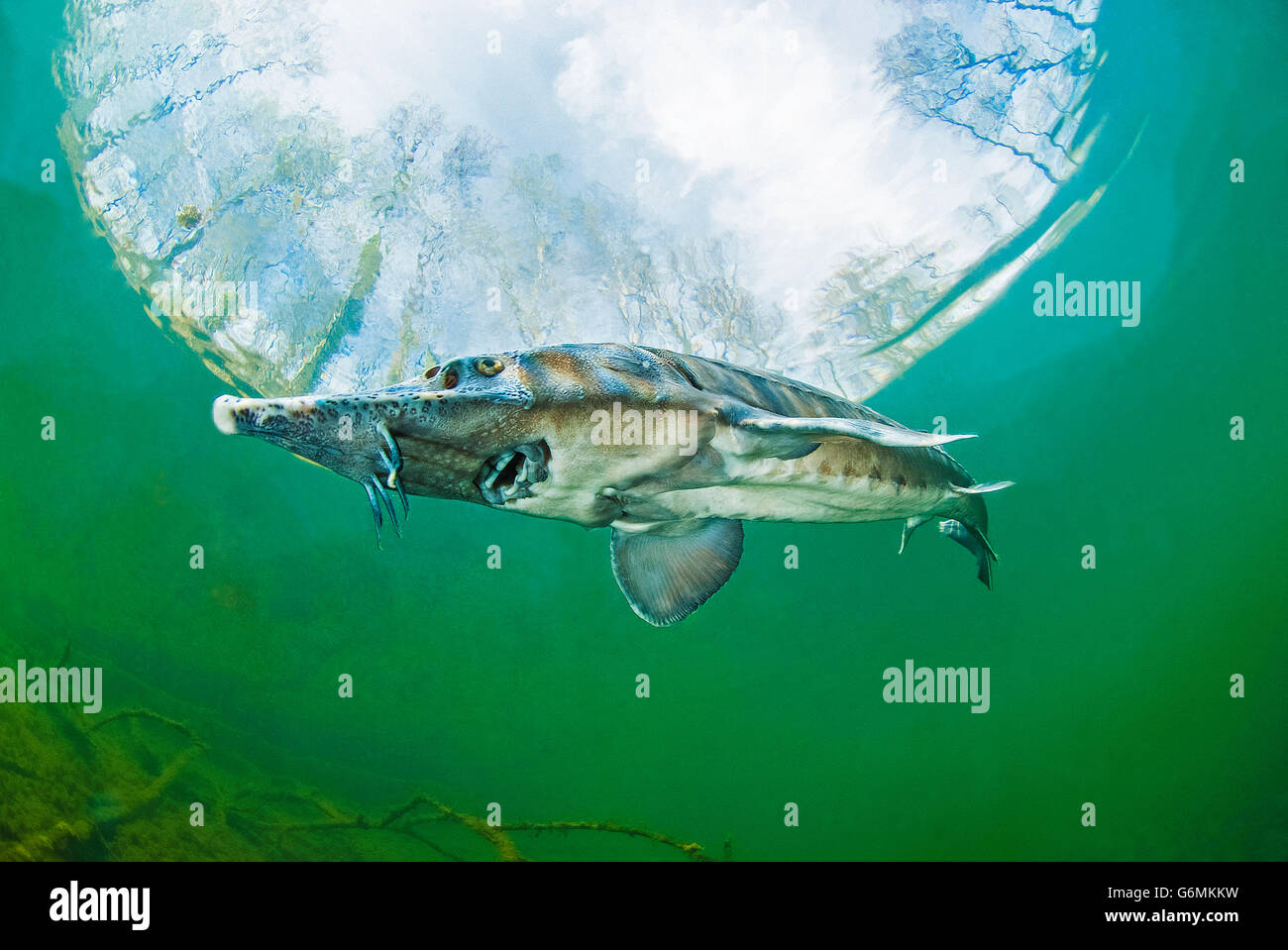 Acipenser ruthenus hi-res stock photography and images - Alamy