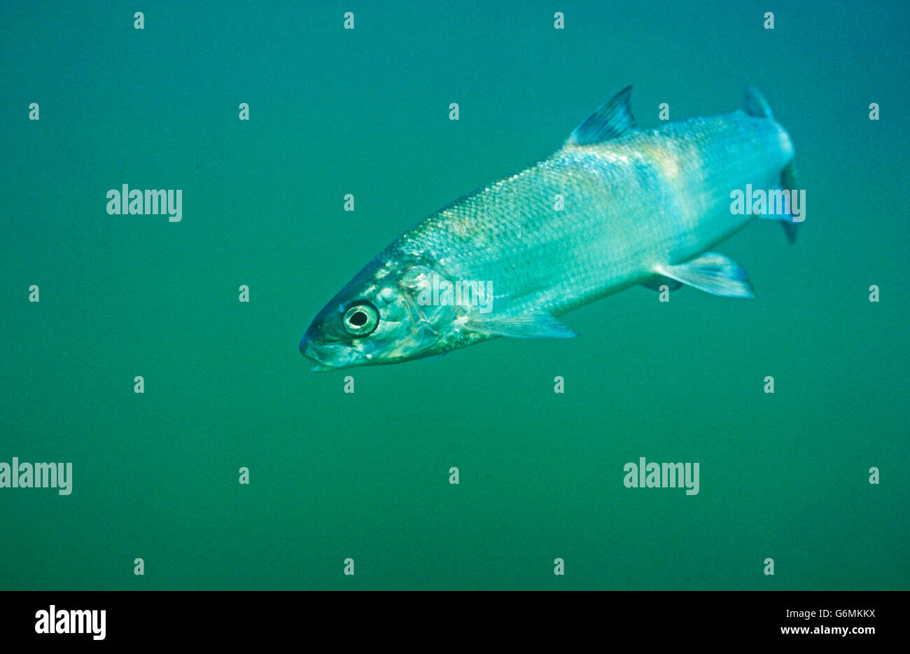 Coregonus hi-res stock photography and images - Alamy