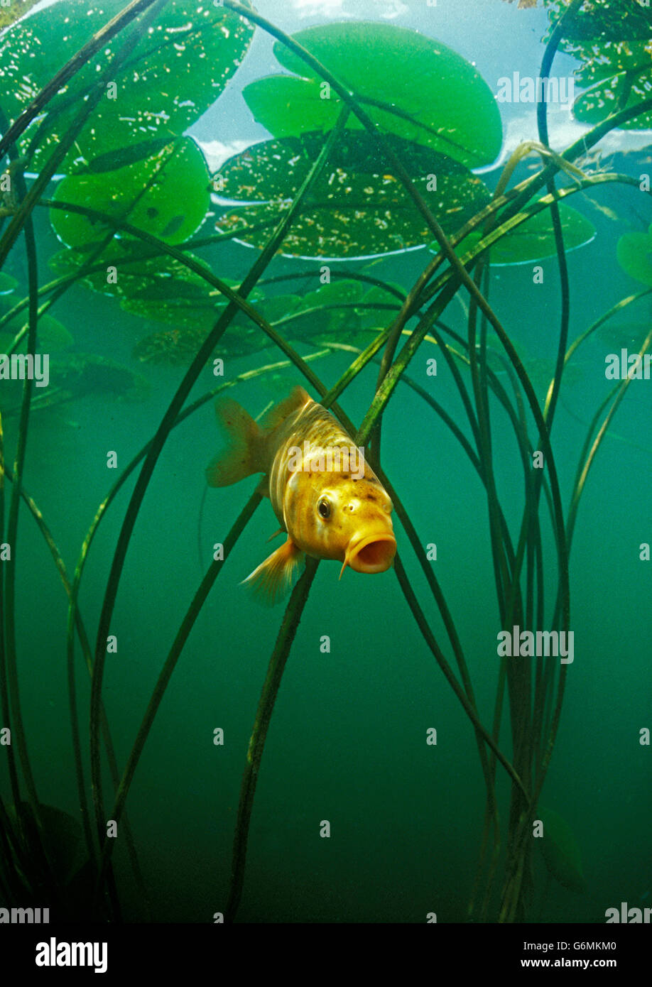 Golden carp hi-res stock photography and images - Alamy