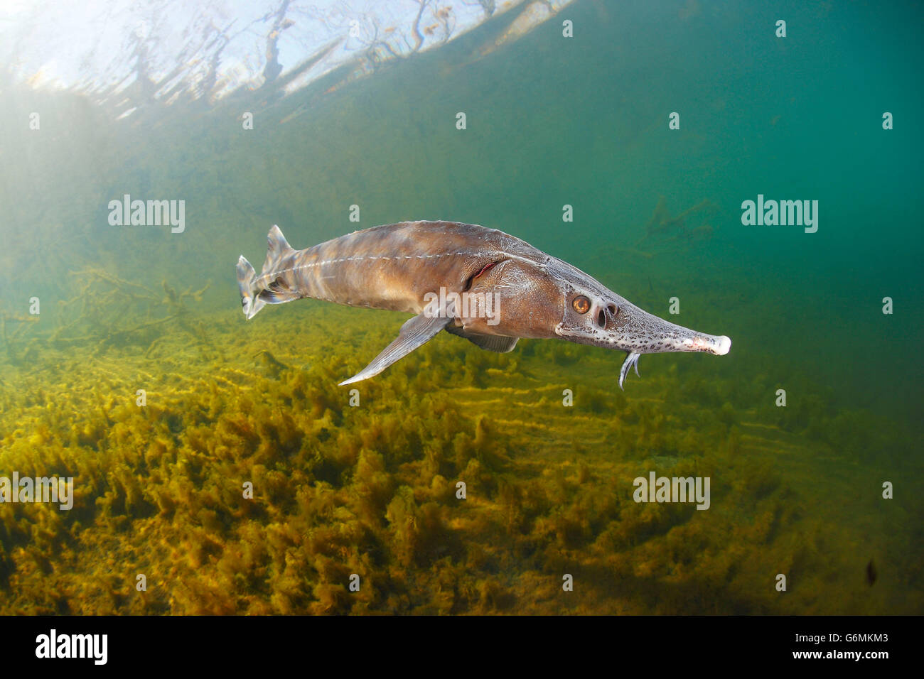 Sterlet, Baden-Wurttemberg, Germany / (Acipenser ruthenus Stock Photo ...
