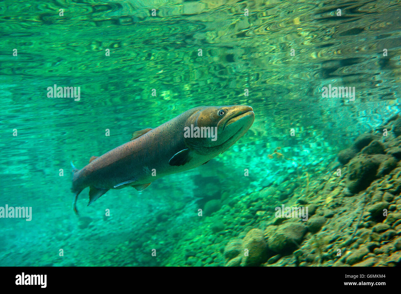 Danube salmon hi-res stock photography and images - Alamy