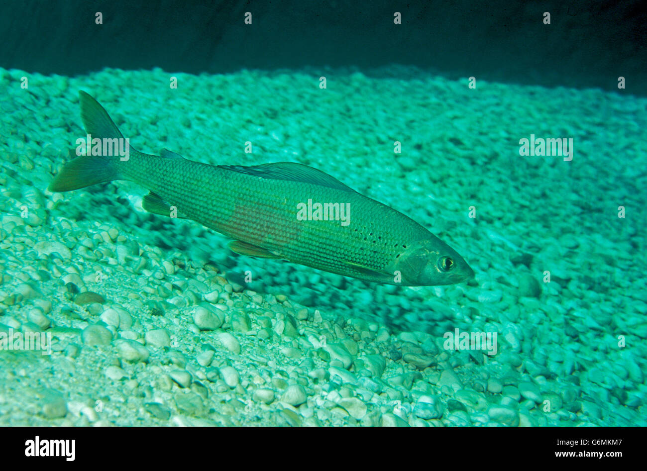 Grayling, Thymallus thymallus, Baden-Wurttemberg, Germany Stock Photo ...