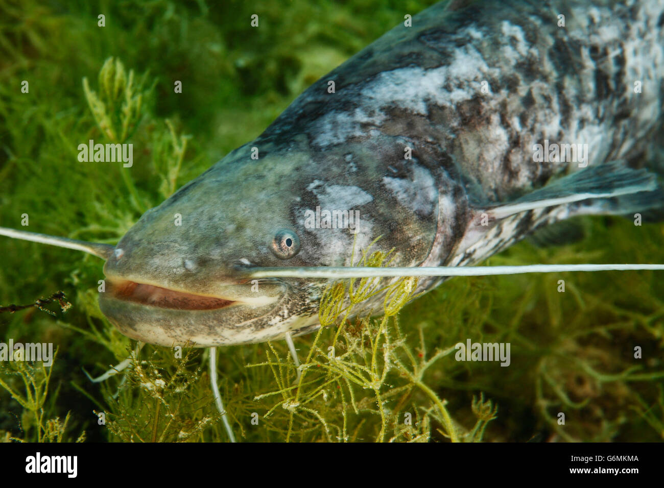 Wels catfish silurus glanis hi-res stock photography and images - Alamy