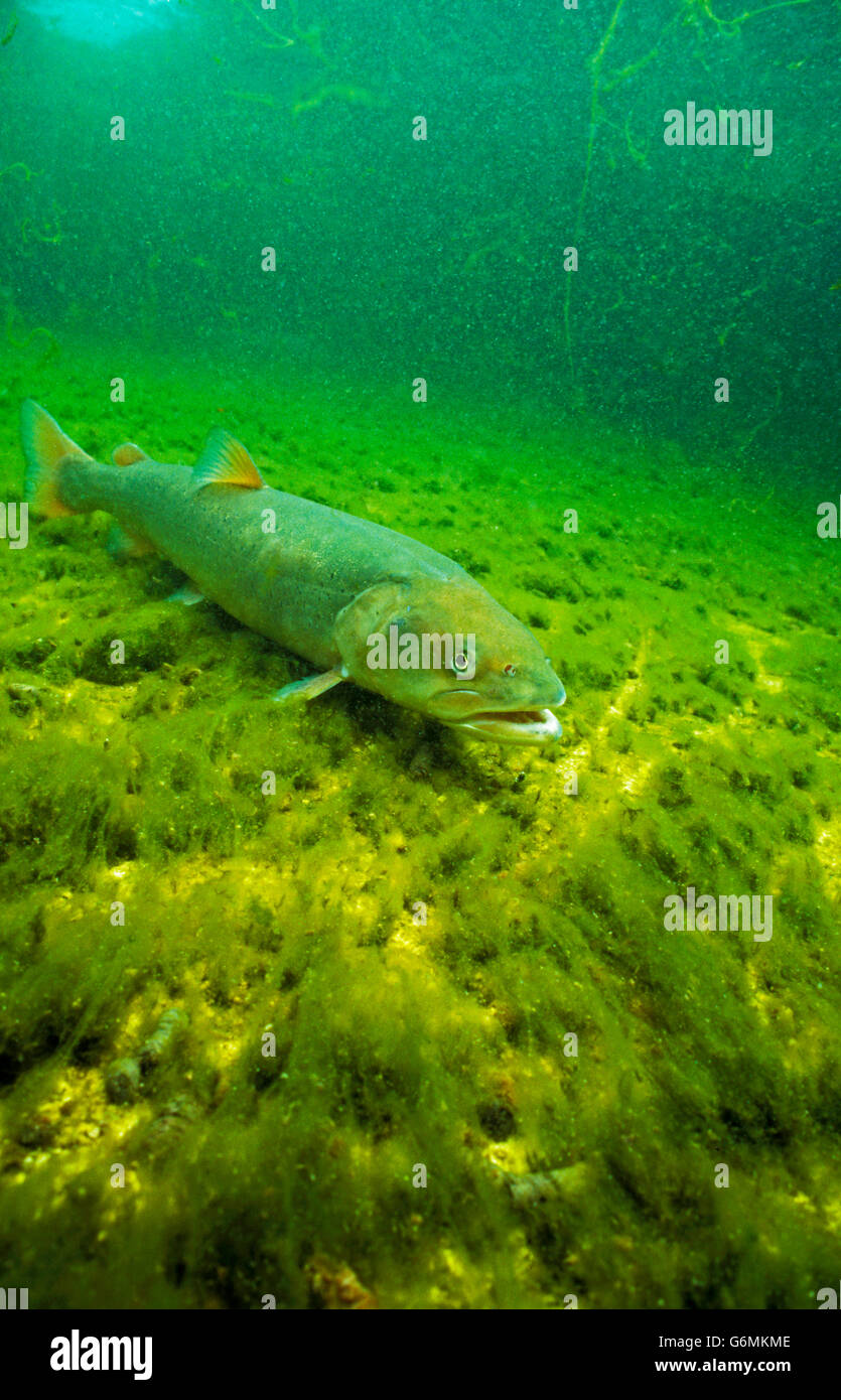 Danube salmon hi-res stock photography and images - Alamy