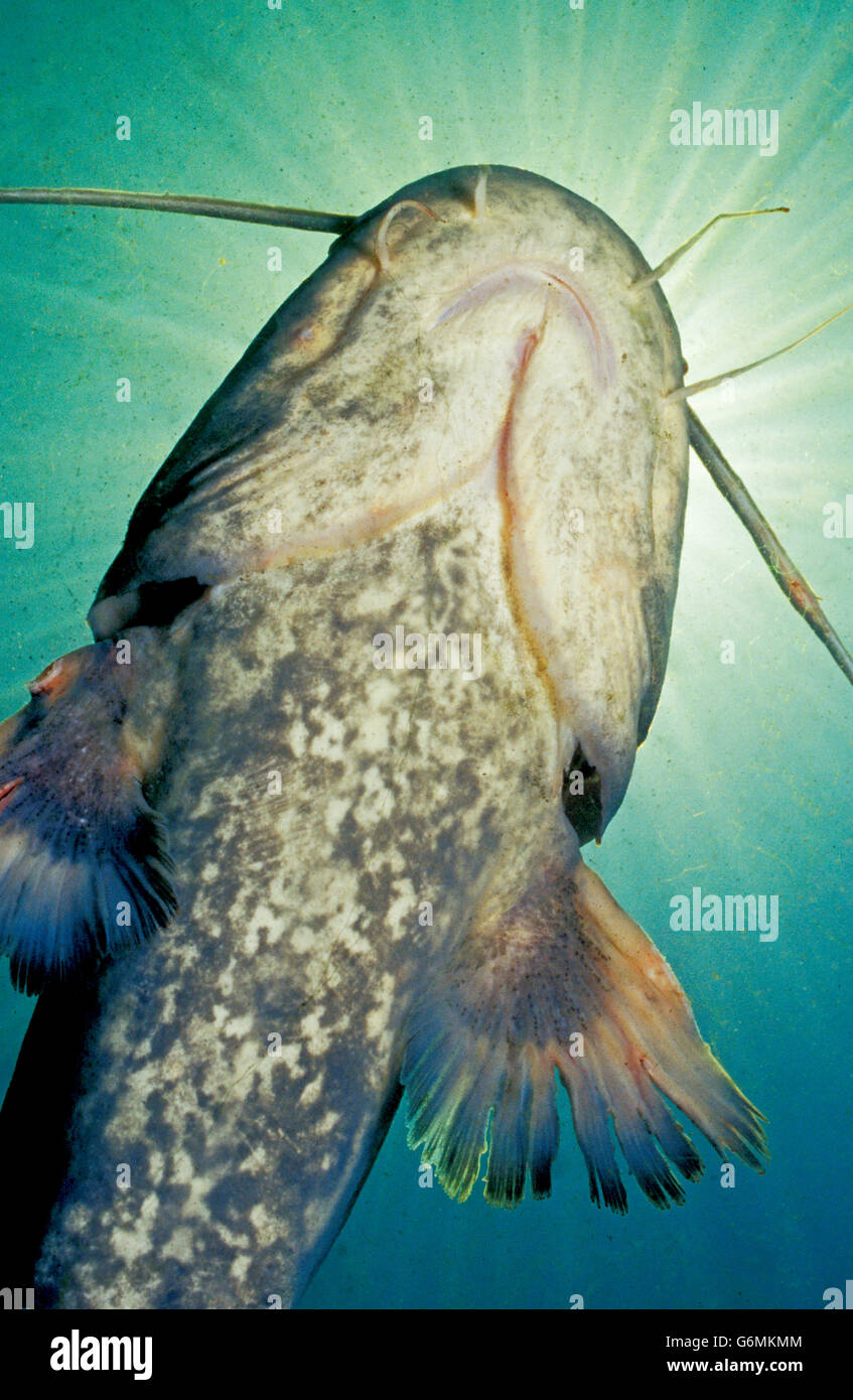 Wels catfish hi-res stock photography and images - Alamy