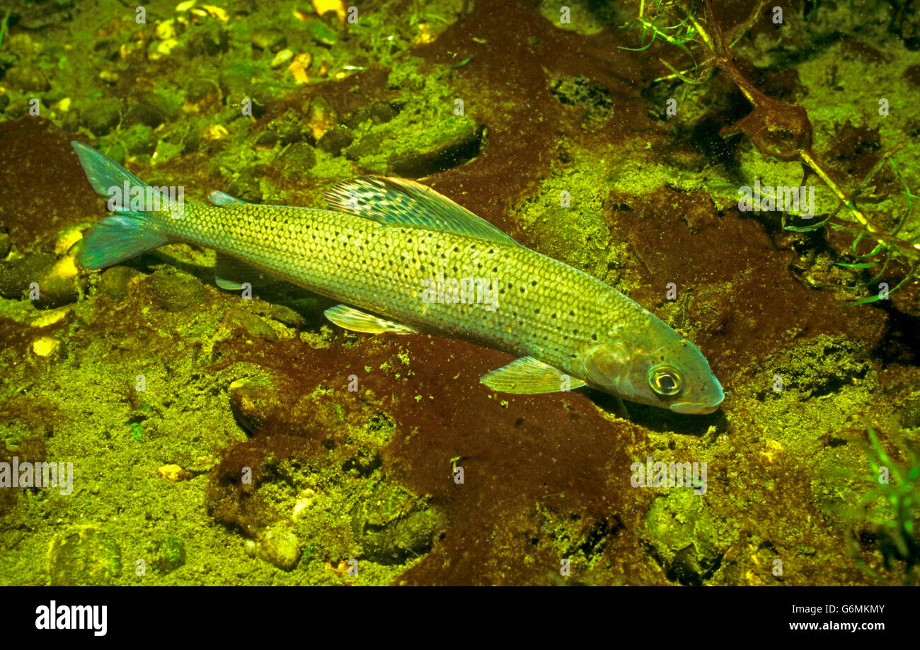Thymallus underwater hi-res stock photography and images - Alamy