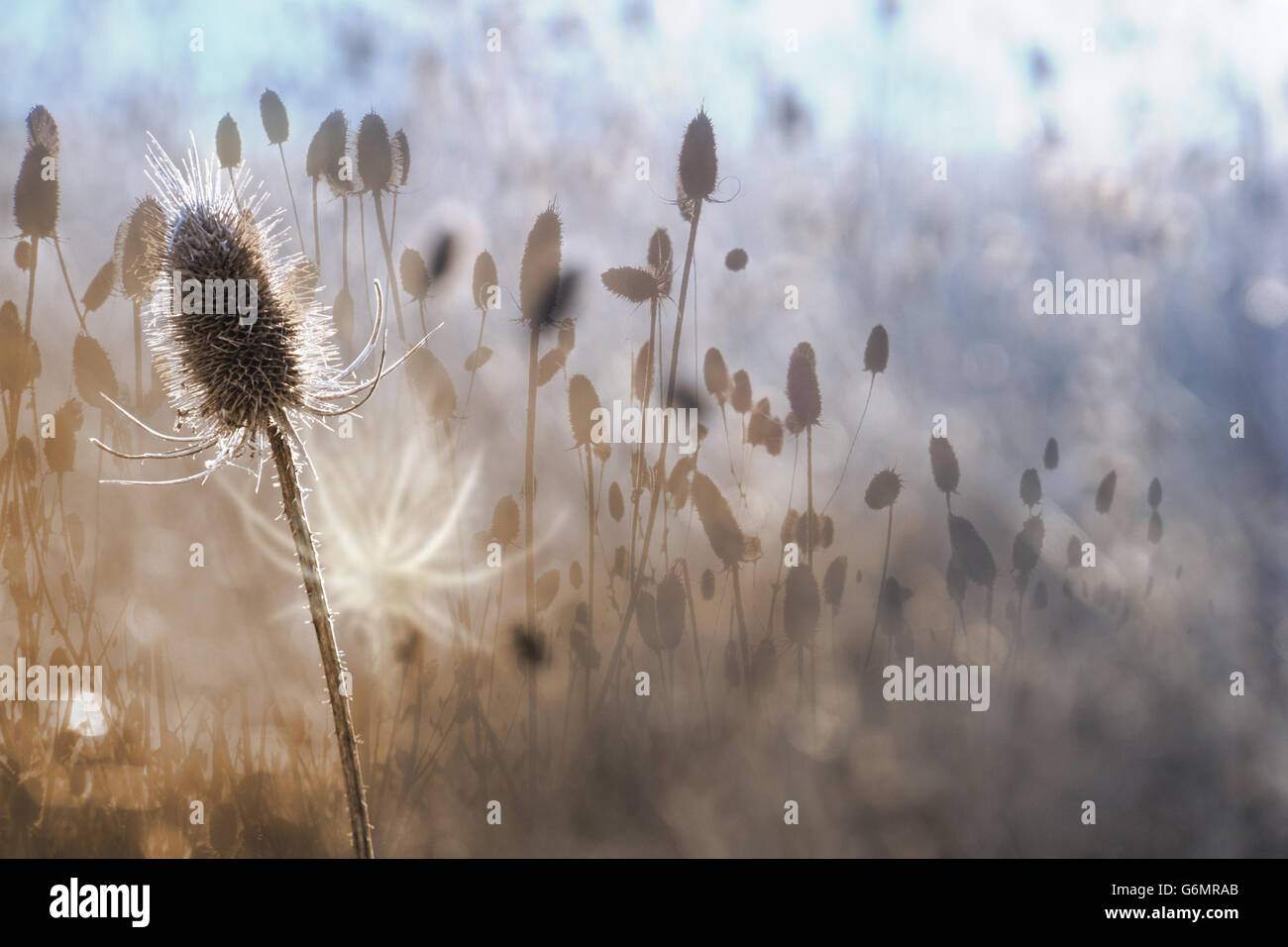 Thorn plants double exposure hi-res stock photography and images - Alamy