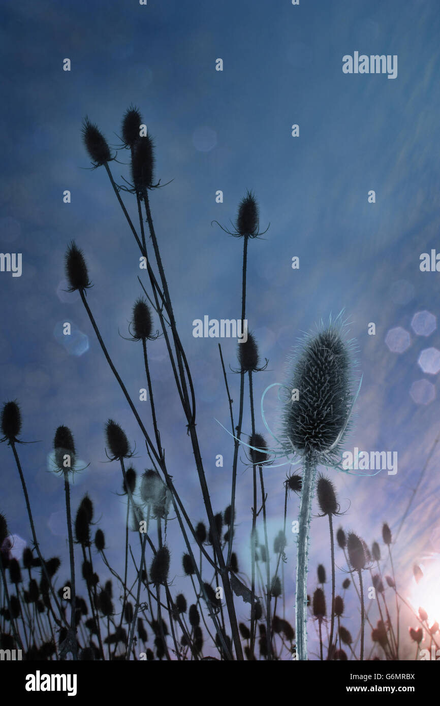 Autumn thistle at dawn with a blue contour from the back light Stock ...