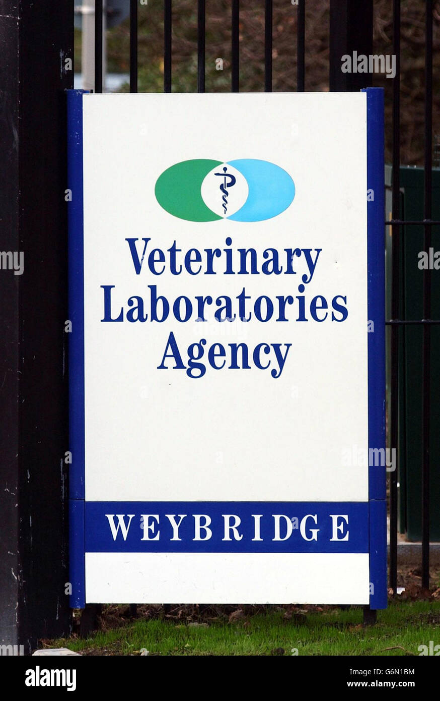The Veterinary Laboratories Agency labs in Weybridge, Surrey, where ...