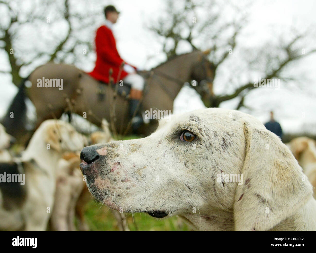 Hounds from the Cheshire Forest Hunt gather before a meet in the ...