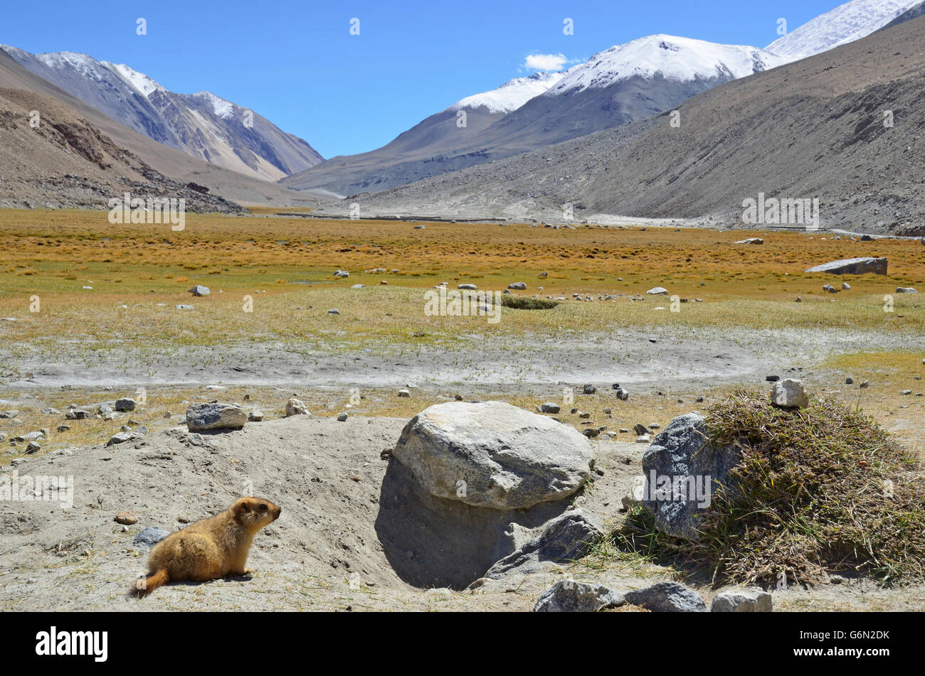 Himalayan Marmot in the wild, in their natural habitat, Changthang ...