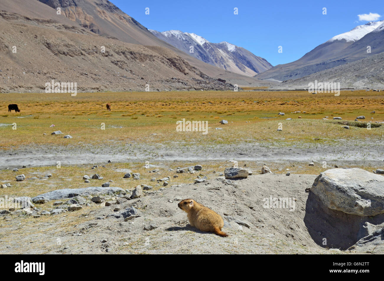 Himalayan Marmot in the wild, in their natural habitat, Changthang ...
