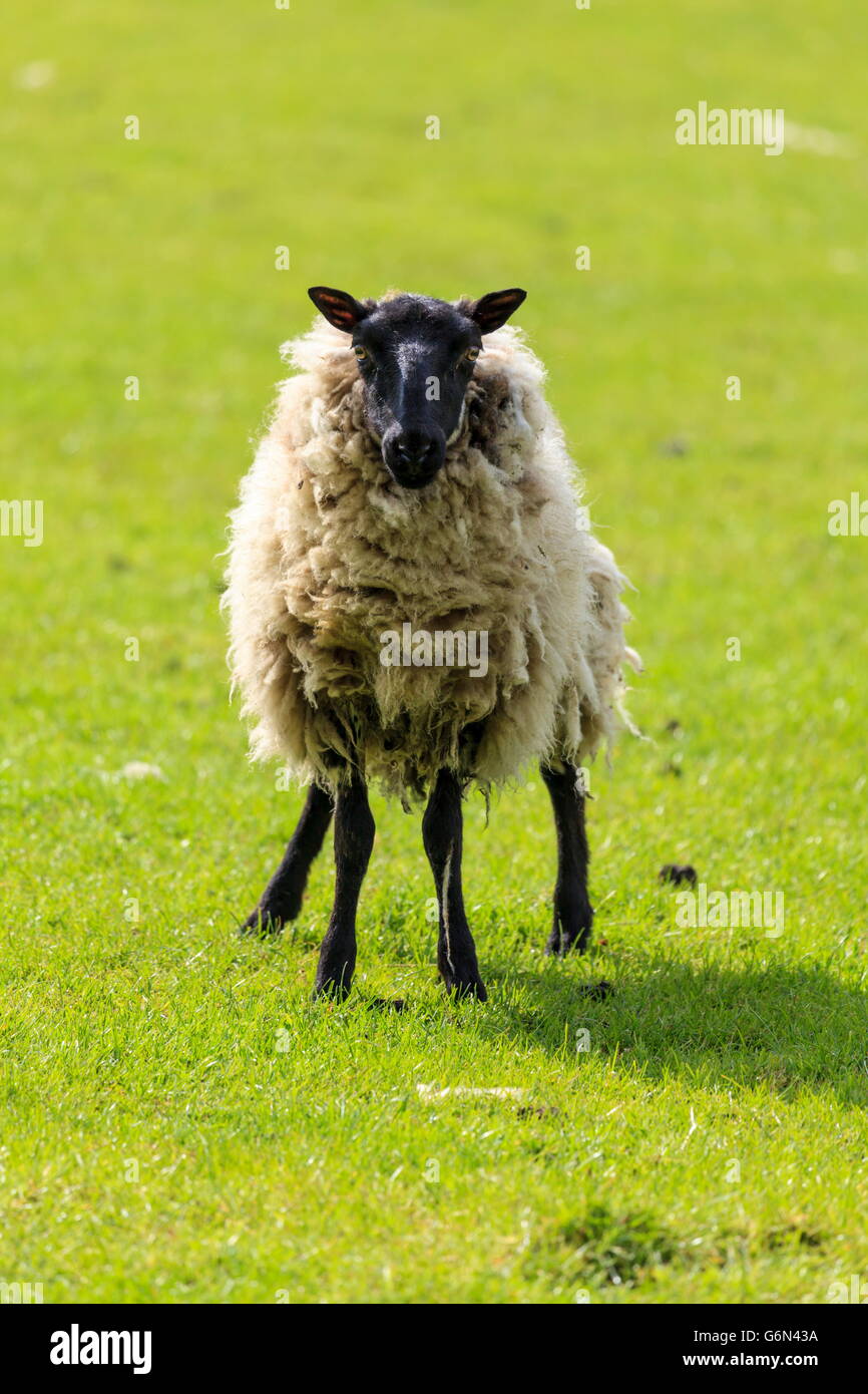 Sheep standing in a field Stock Photo - Alamy