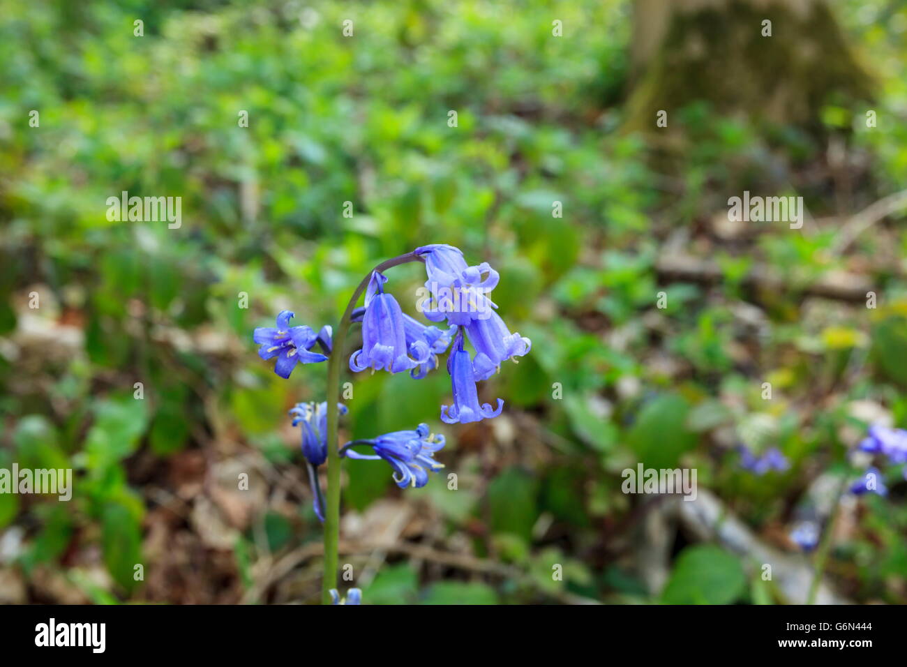 UK native Bluebell Stock Photo - Alamy