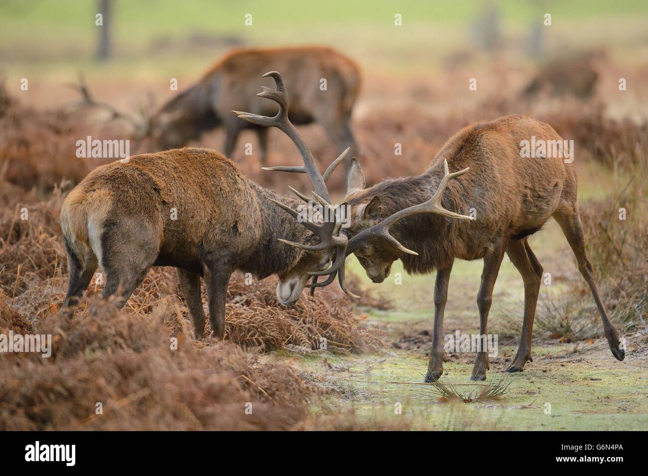 Red deer stags lock horns in Richmond park, south west London Stock ...