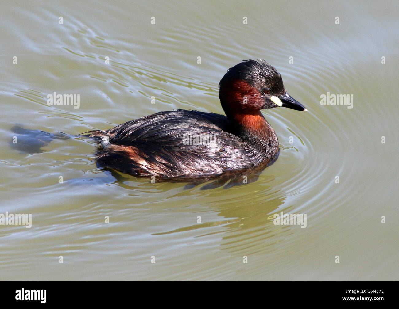 Grebe Foot High Resolution Stock Photography and Images - Alamy
