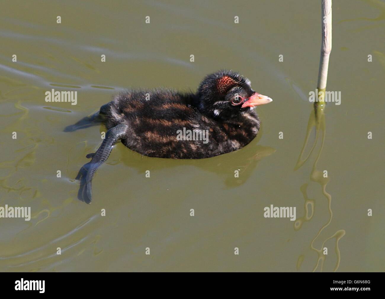 Little grebes feet hi-res stock photography and images - Alamy