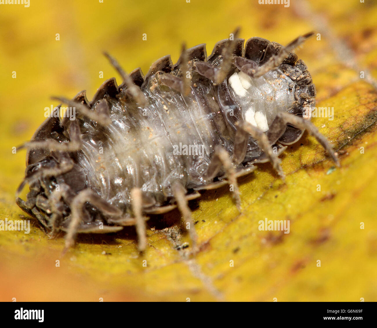 Pleopodal lungs hi-res stock photography and images - Alamy