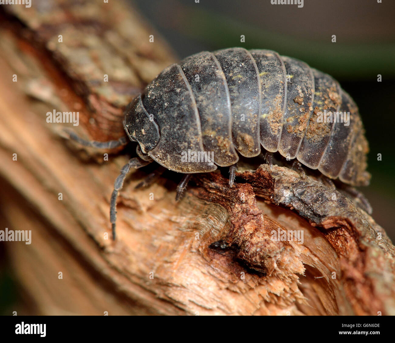 Armadillidium depressum woodlouse. Terrestrial crustacean in the ...