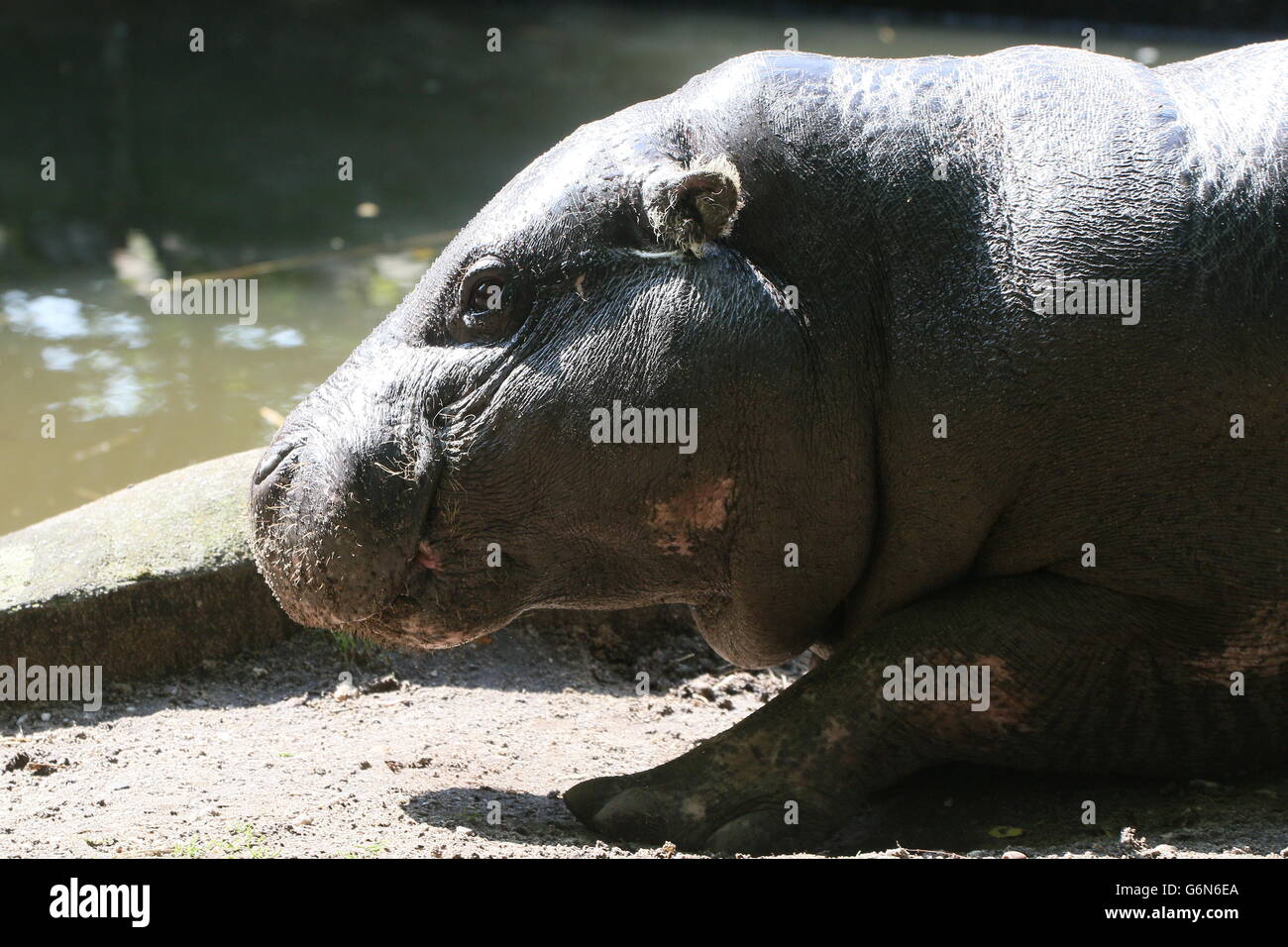 Close up of the head of a West African Pygmy hippopotamus (Hexaprotodon ...