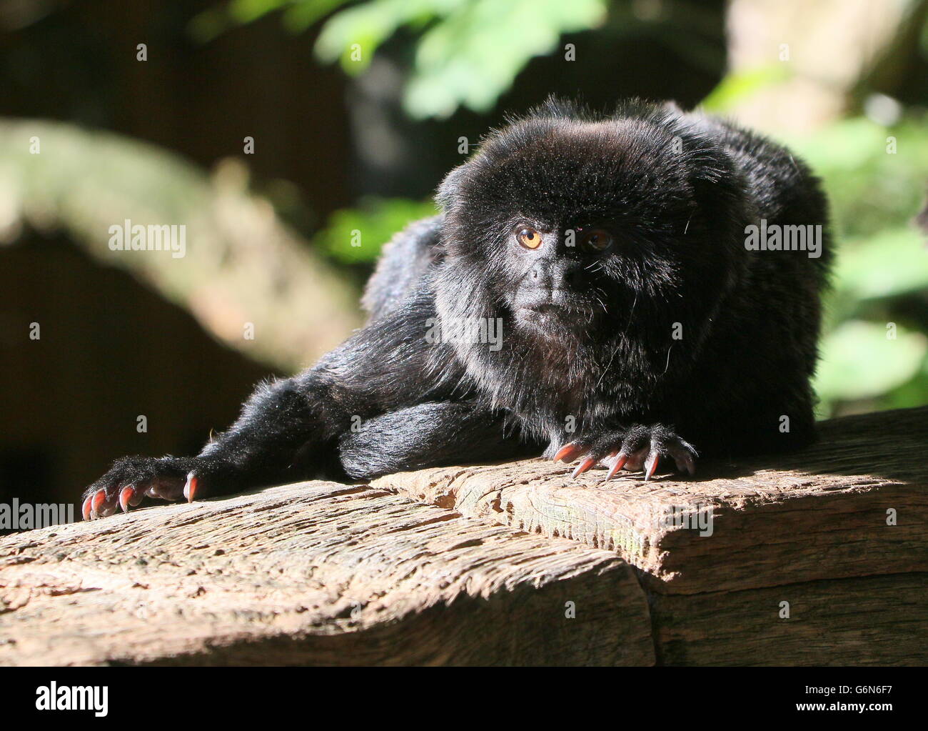 South American Goeldi's marmoset monkey (Callimico goeldii) lying down ...