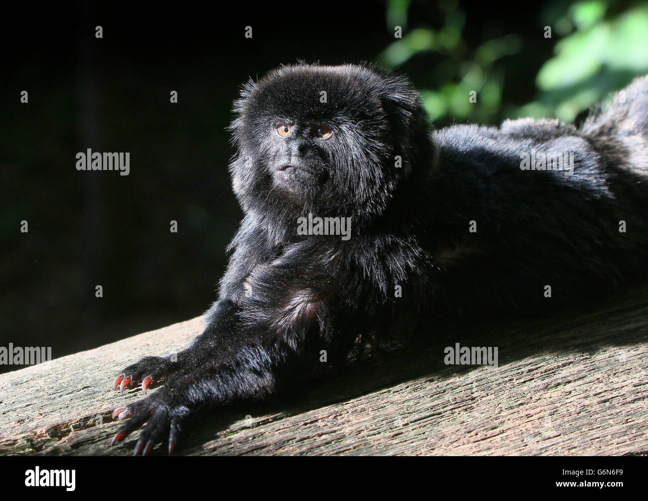 Goeldis monkey callimico goeldii hi-res stock photography and images ...