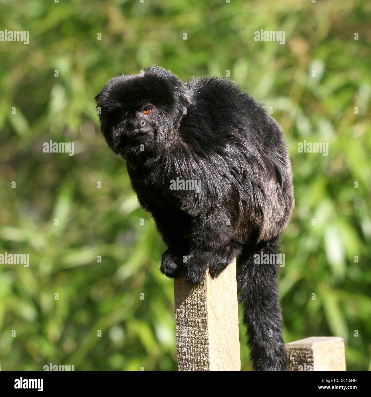 Tamarino de goeldi hi-res stock photography and images - Alamy