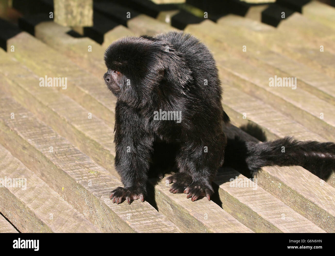 Tamarino de goeldi hi-res stock photography and images - Alamy