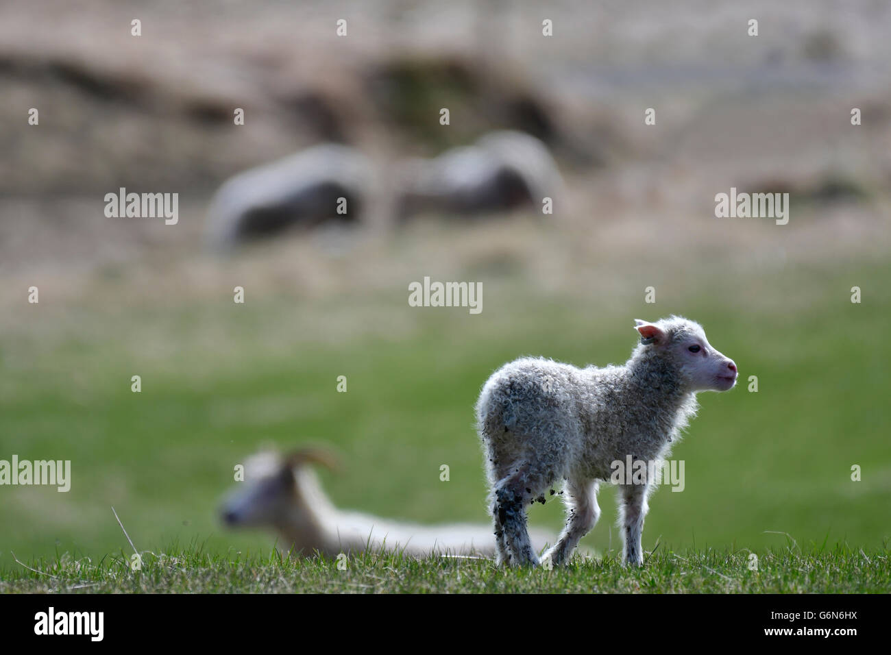 Side view of a lamb hi-res stock photography and images - Alamy