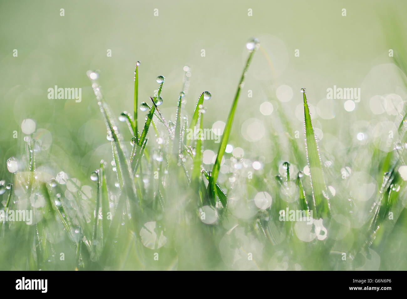 Dew drops on grass Stock Photo - Alamy