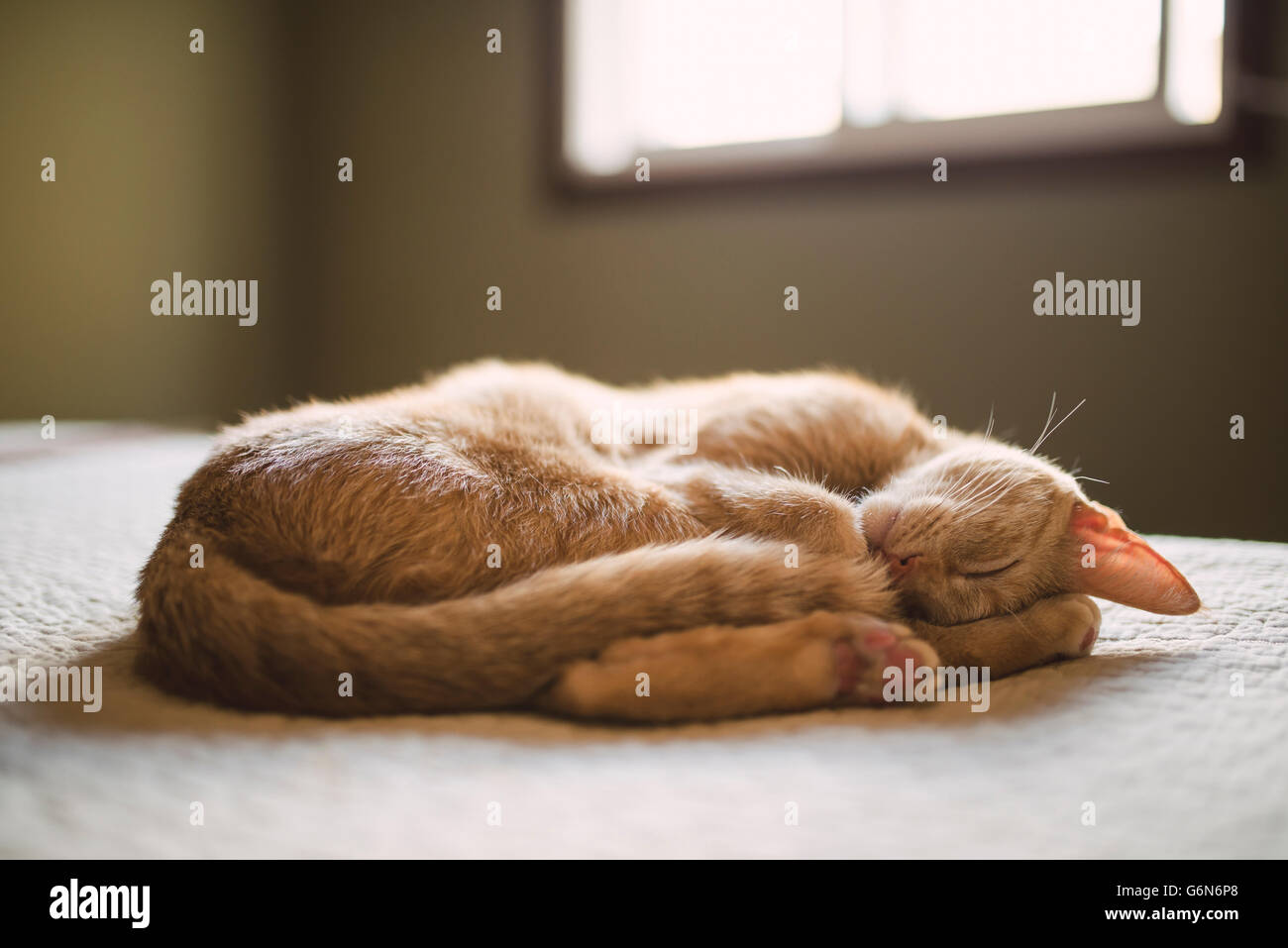 Cat sleeping on a bed at home Stock Photo - Alamy