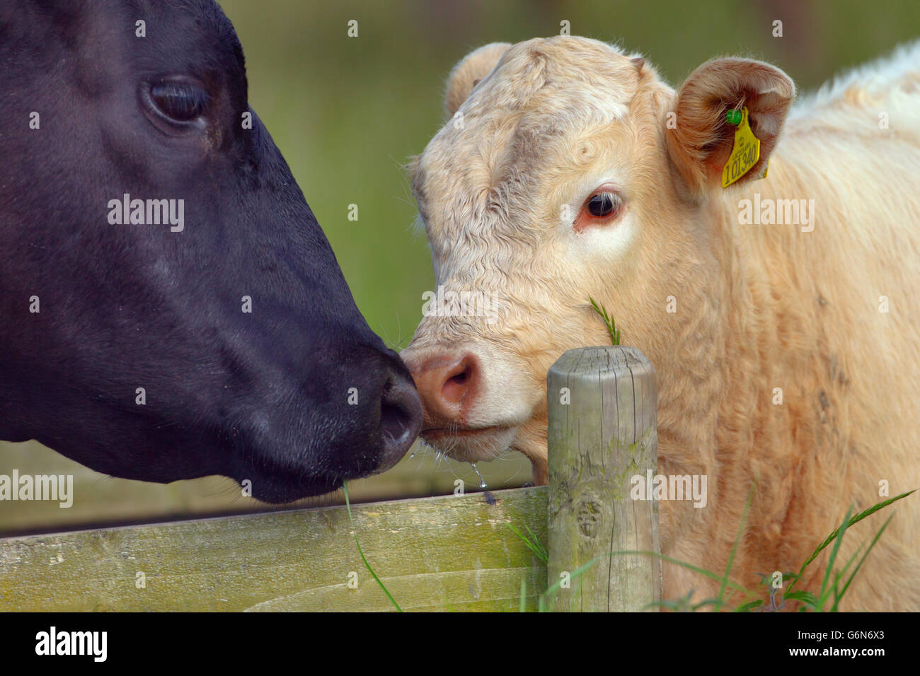 Mixed breed beef Calf meets adult cow in meadows at Cley grazing ...