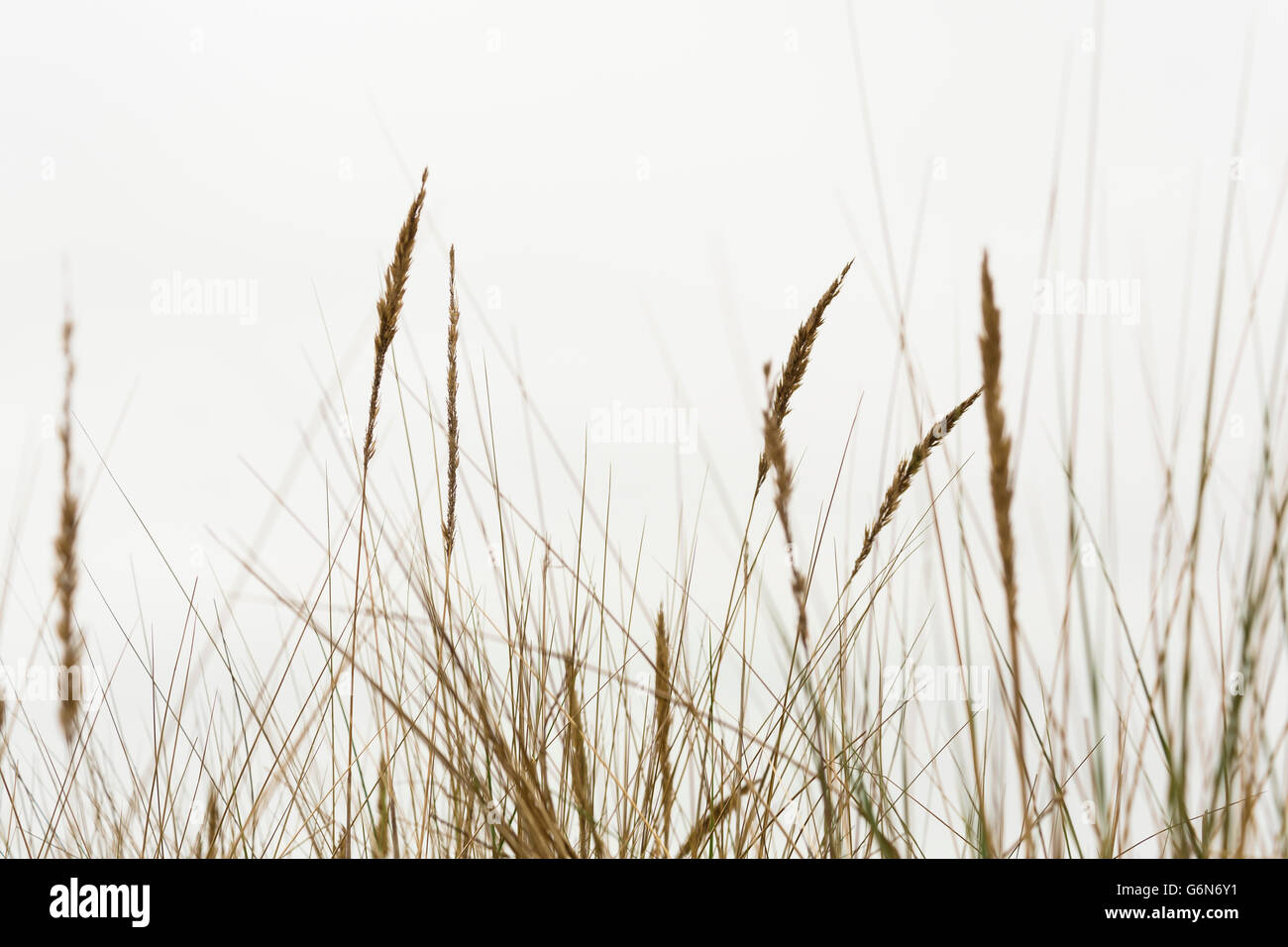 True grasses hi-res stock photography and images - Alamy