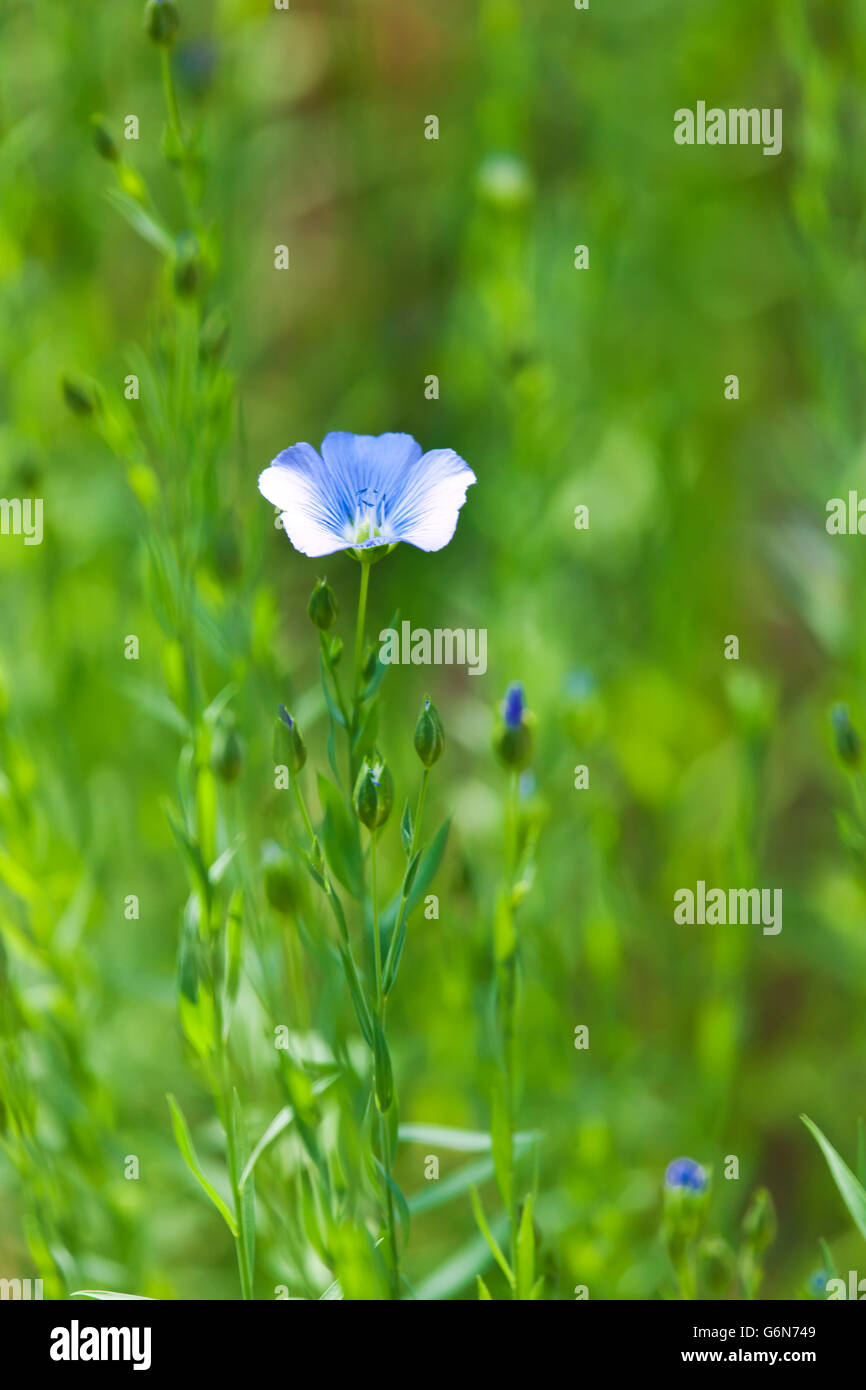 Flax growth hi-res stock photography and images - Alamy
