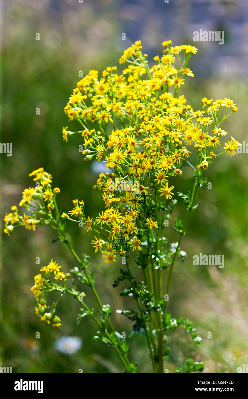 Ragwort flower head hi-res stock photography and images - Alamy
